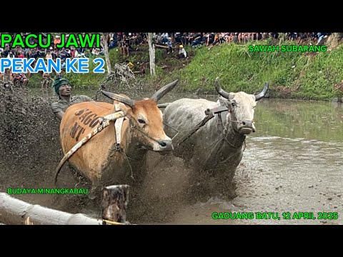 PEKAN KE 2. ️ ️ ️PACU JAWI ( COW RACING) MINANGKABAU CULTURE . GADUANG ...