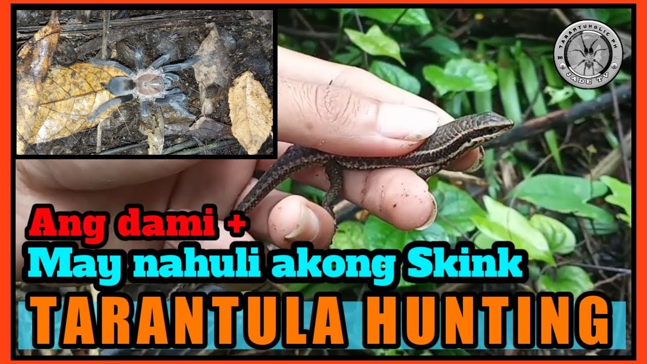 TARANTULA HUNTING PHILIPPINES Ep.3 - YouTube