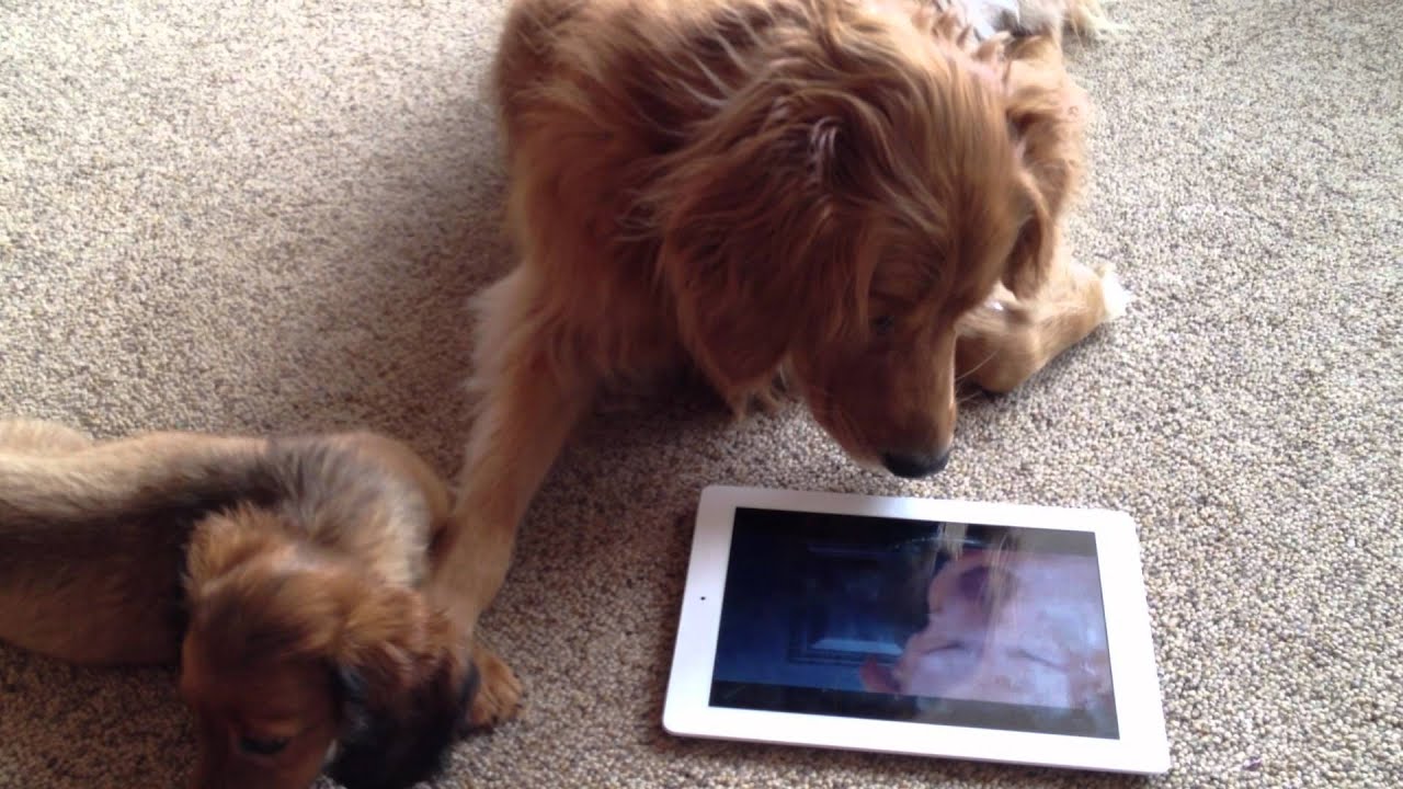 Kirra watching Denver the Guilty Dog - YouTube