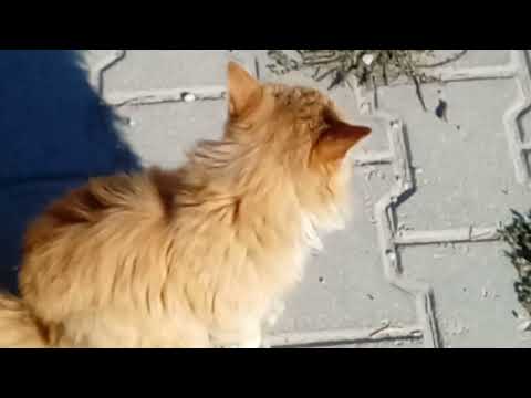 tatli kedi klip