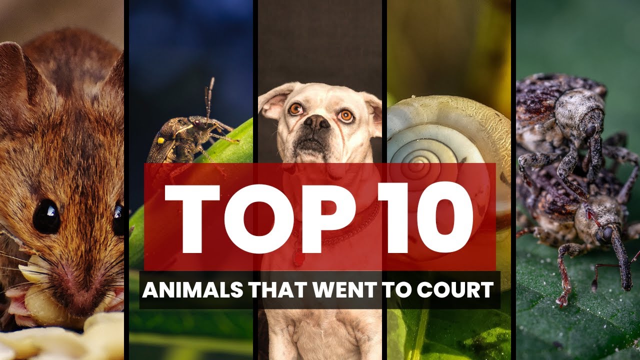 Top 10 Animals That Went to Court - YouTube