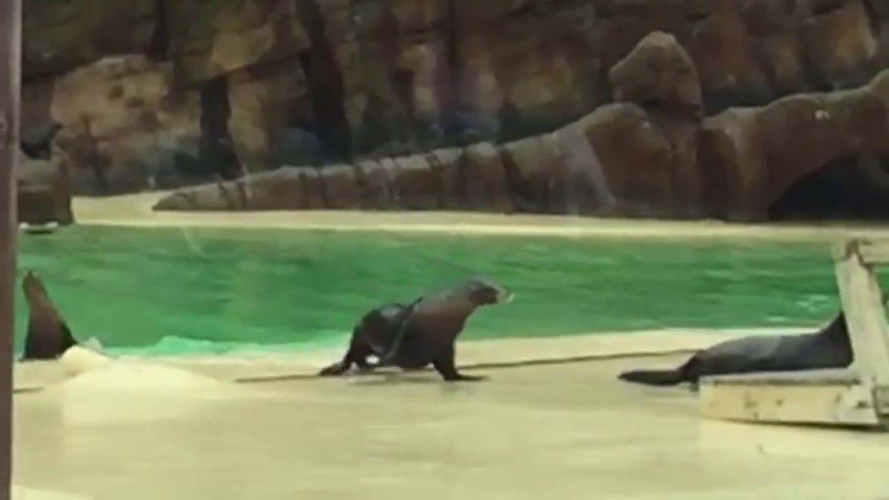 Sea lions running/sliding in slow motion at Blackpool zoo - YouTube