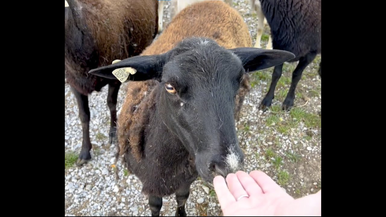 Heartwarming moment: Sheep come to console grieving owner - YouTube