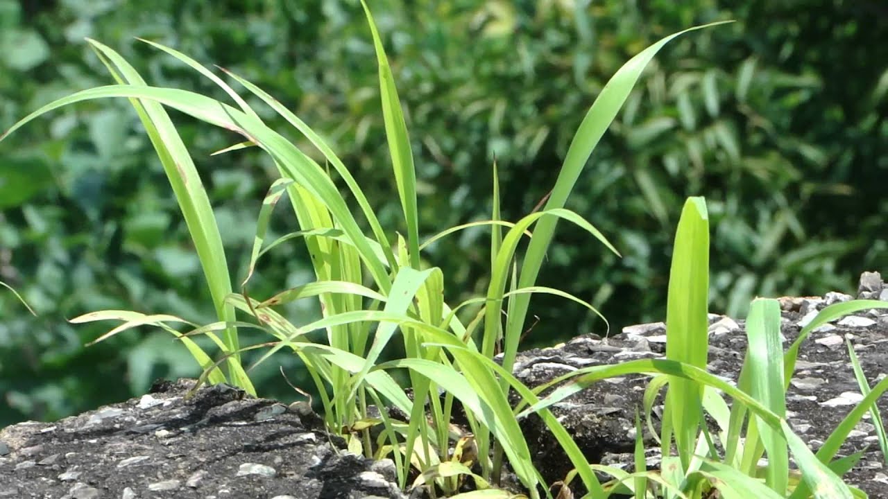 Botanicals for Rust of Bajra- Pankaj Oudhia's TAgri.K Documentation ...