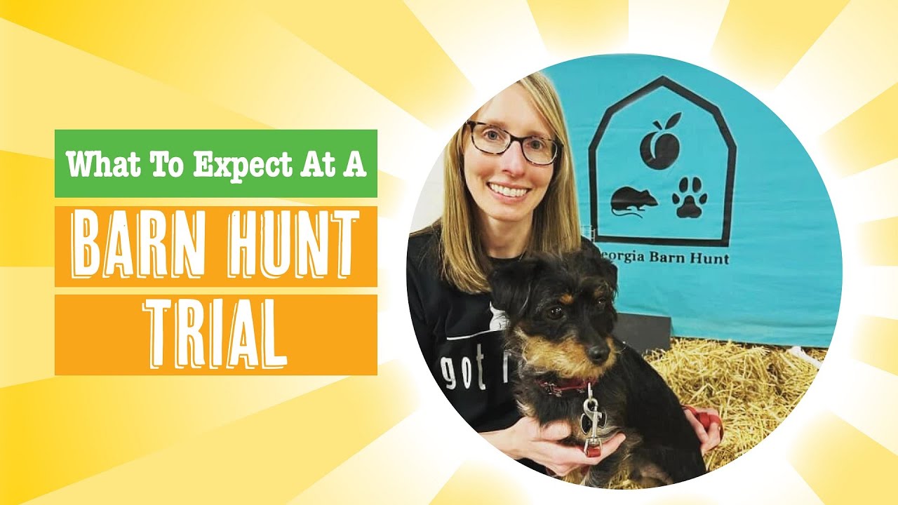 Barn Hunt Trial | What to Expect - YouTube