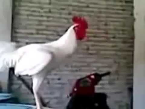 dila mshvidobisao :D