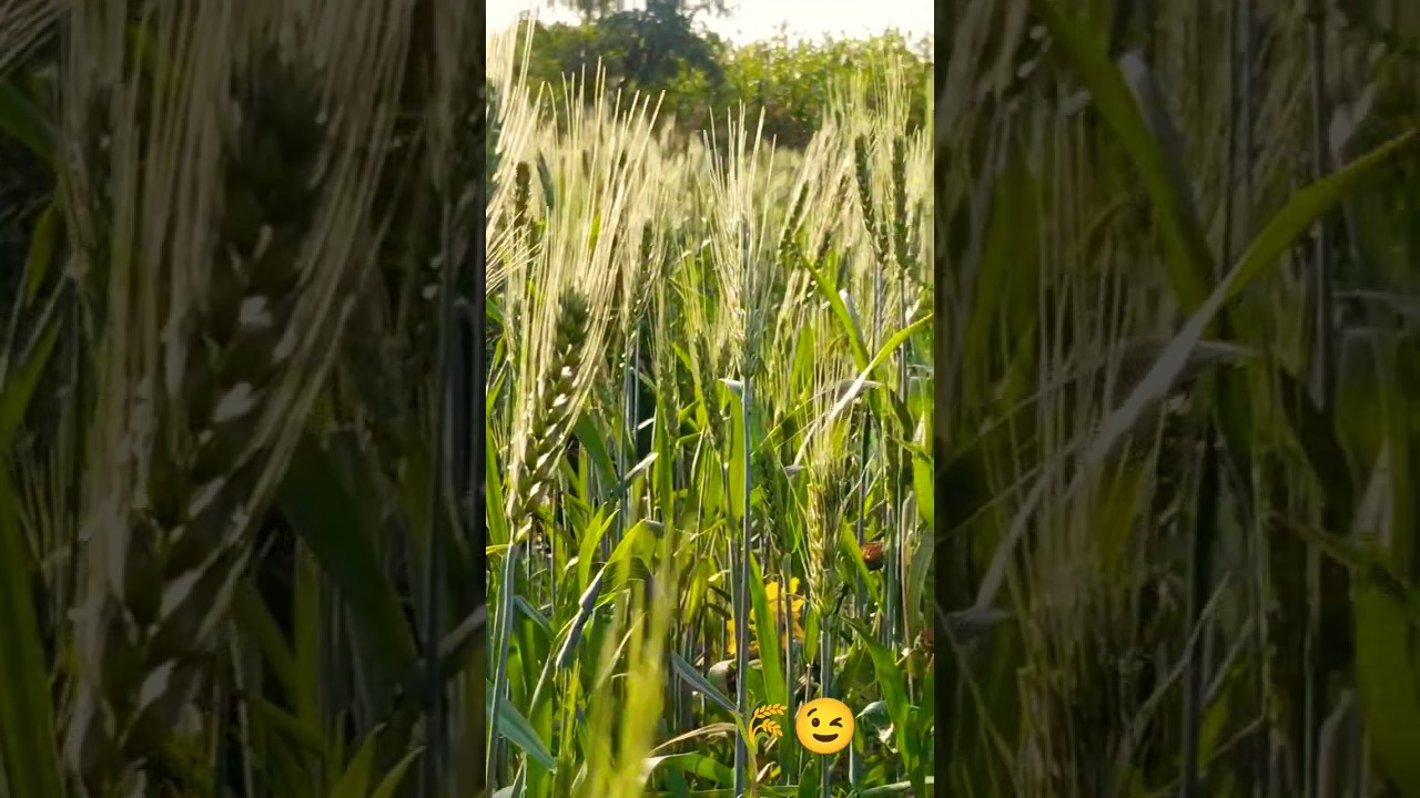 Gehu ki kheti. 🌾 #wheat crop. #gahu #rabi crop in South India #nature ...
