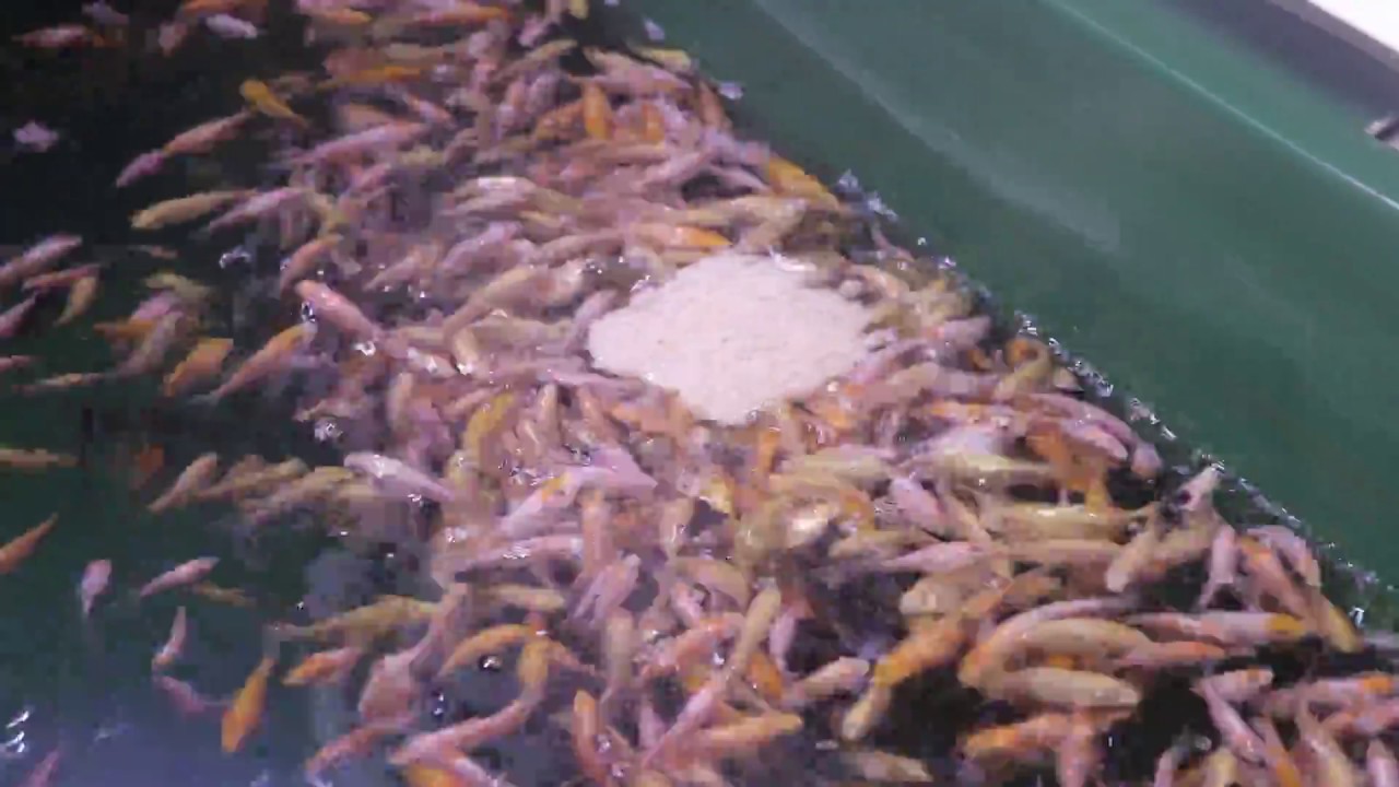 Update on all my koi and cleaning the fry tank - YouTube