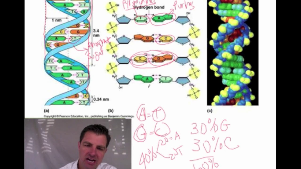 dna structure Lecture 8 - YouTube