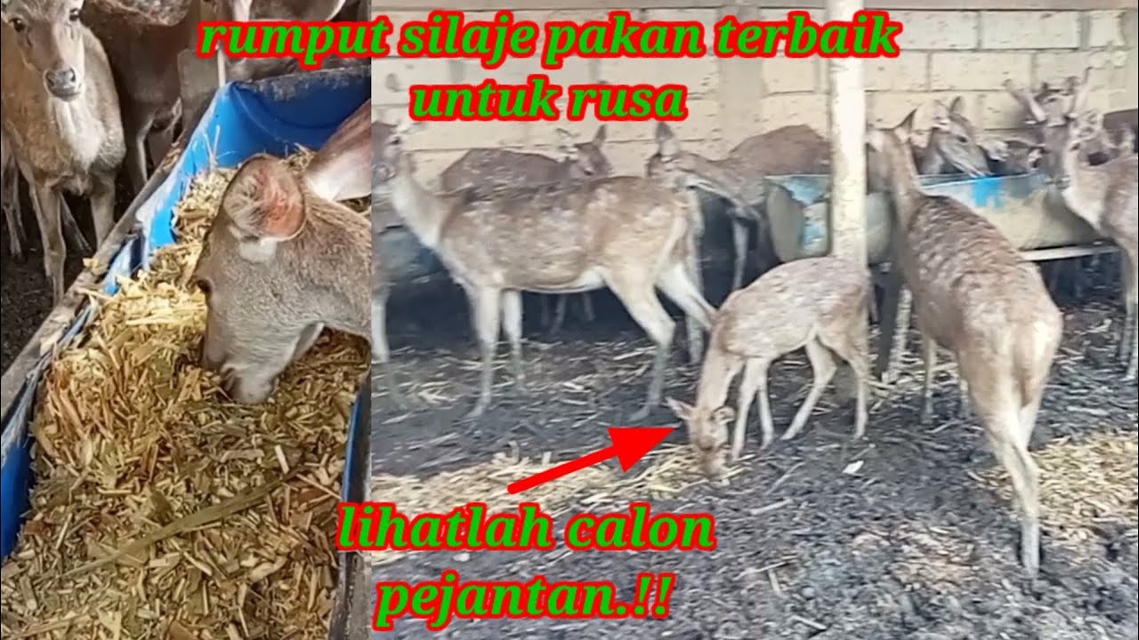 rumput silaje pakan ternak untuk rusa , - YouTube
