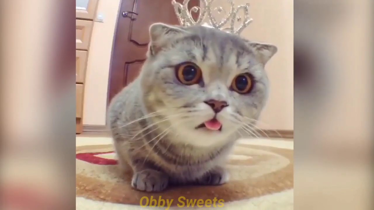 Cats are simply funny, clumsy And cute! - Funny car compilation - YouTube