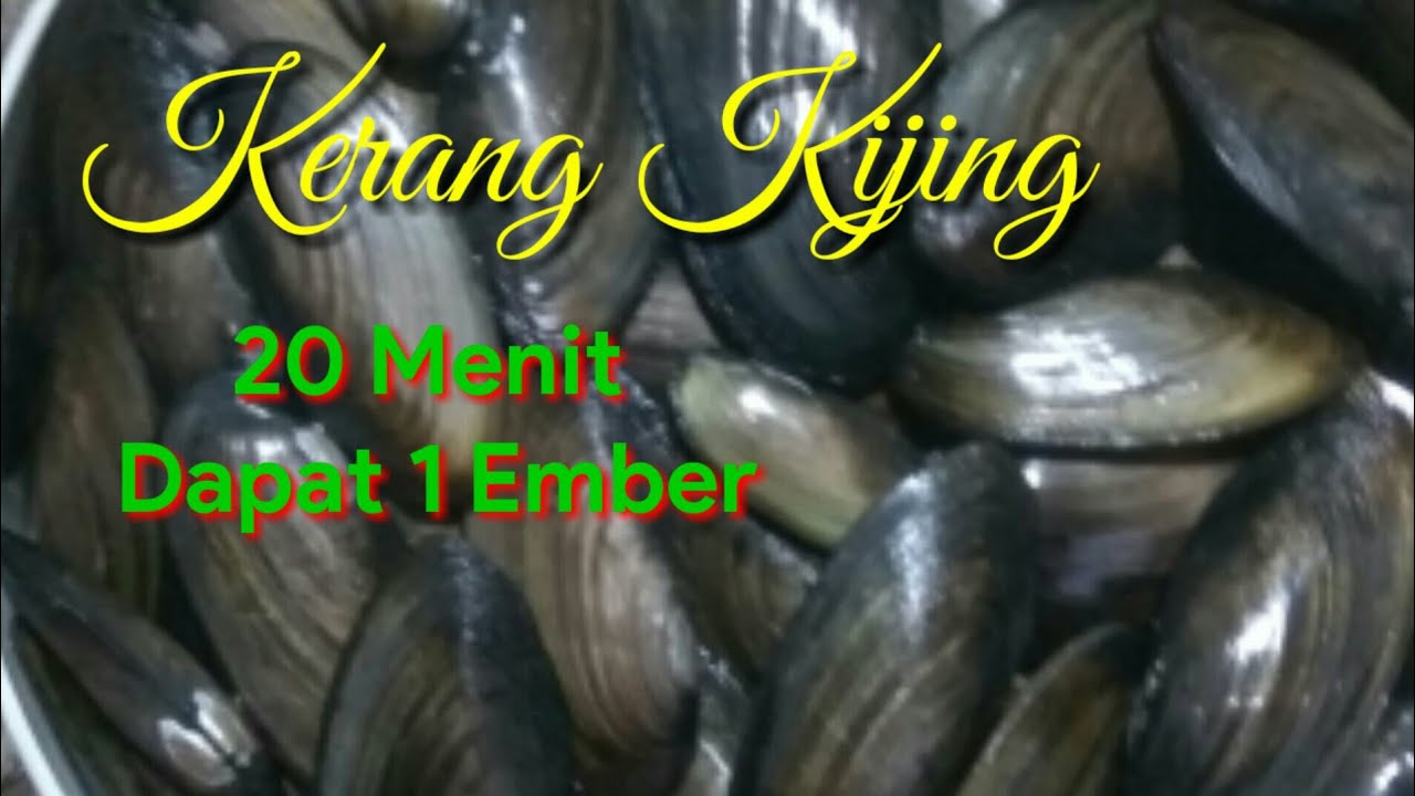 Kerang Kijing 20 Menit Dapat 1 Ember - YouTube