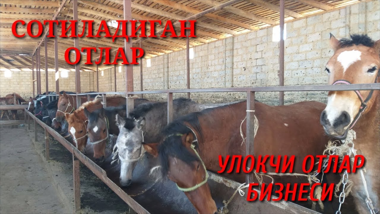 СОТИЛАДИГАН ОТЛАР НАРХЛАРИ ВА ЗОТЛАРИ ХАҚИДА МАЛУМОТЛАРИ. SOTILADIGAN ...