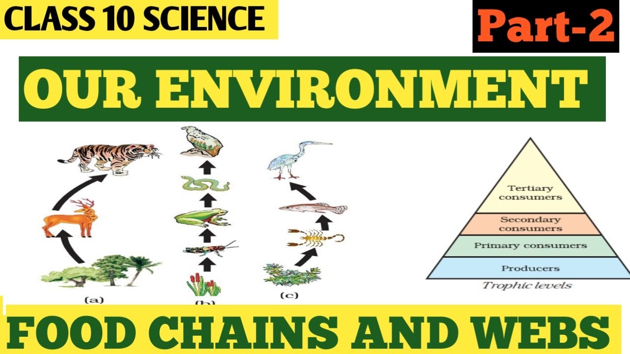 Our Environment Food chains and food webs Biology chapter 15 class 10 ...