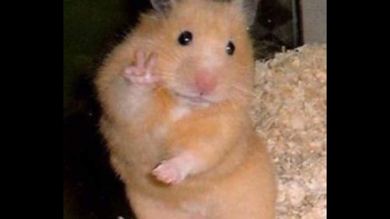 Tropa do rato 🐭🐁 (paropeba) (SLOWED) - YouTube