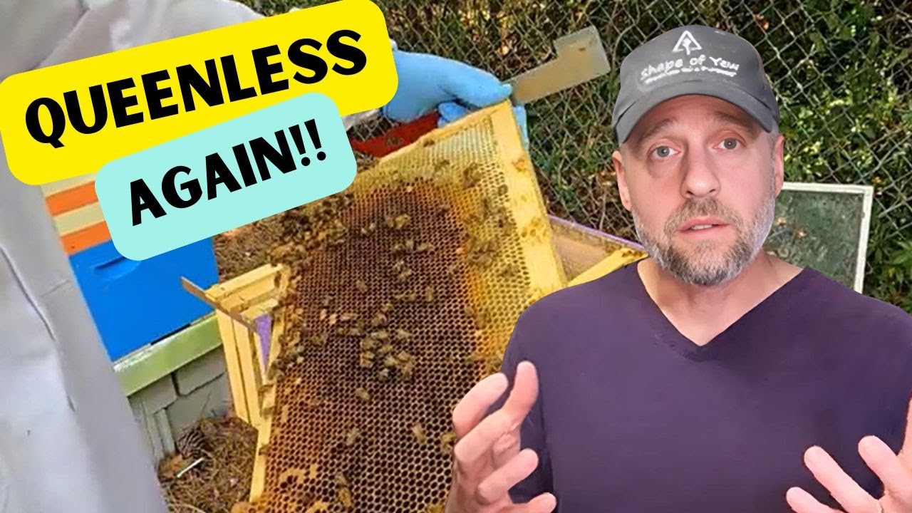🐝 Our Hive is Queenless... Again! 🐝 - YouTube