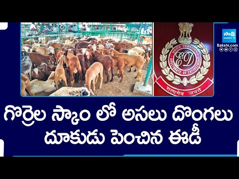గొర్రెల స్కాం 700కోట్లు | ED Focus On Sheep Distribution Scam, Money Laundering | Telangana@SakshiTV