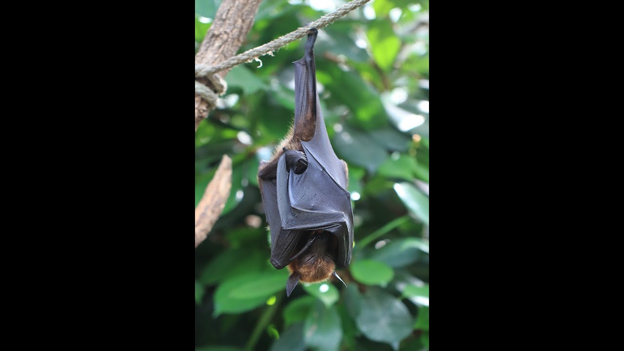 Flying mammal at night (bat) Pteropus vampyrus by vj - YouTube