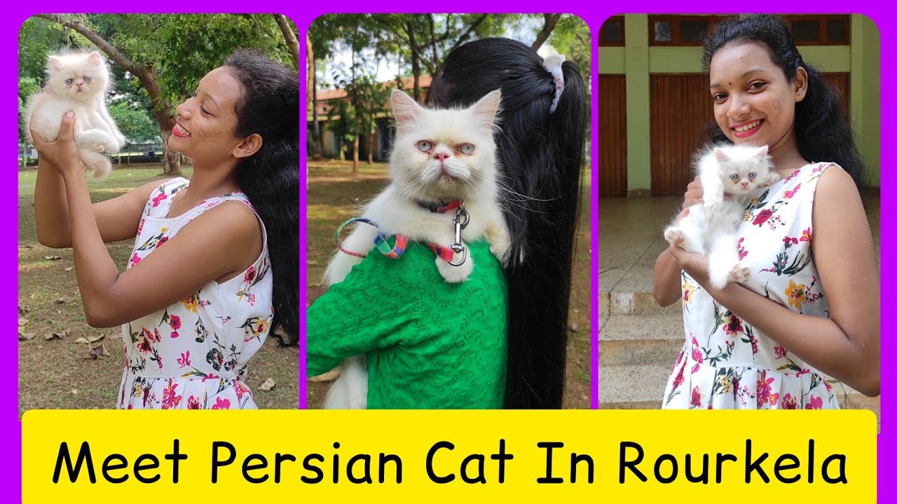 Meet Persian Cat 😘Silly and Milky / Persian Cat In Rourkela 😱 /Cat ...