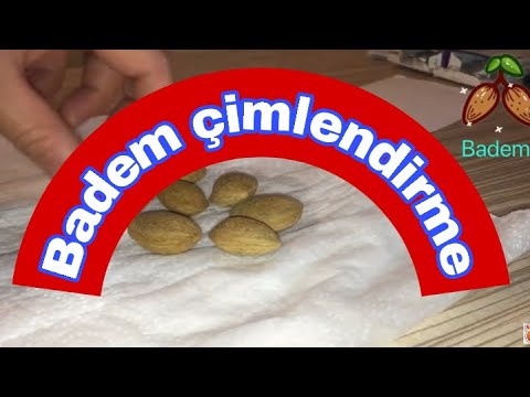 Badem çimlendirme #badem #çimlendirme