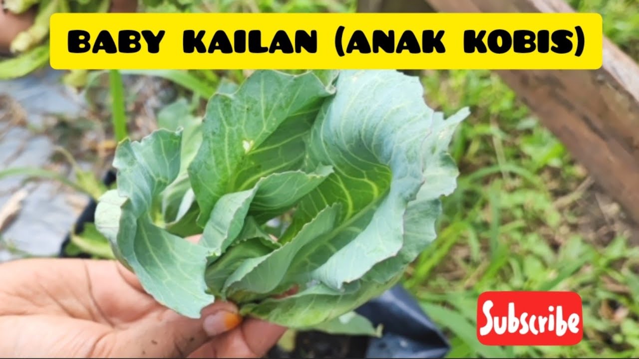 KEJADIAN BABY KAILAN (ANAK KOBIS) @littlekebun3714 - YouTube