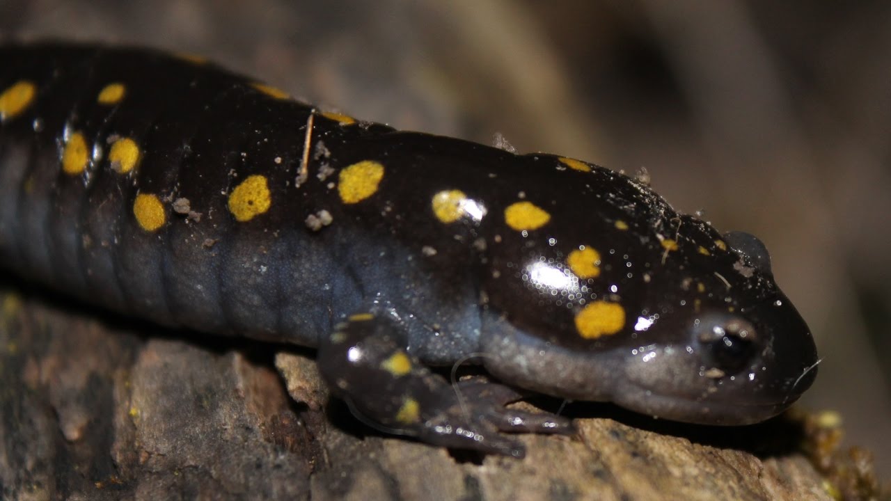 Herping for Spring Amphibians! 2017! - YouTube