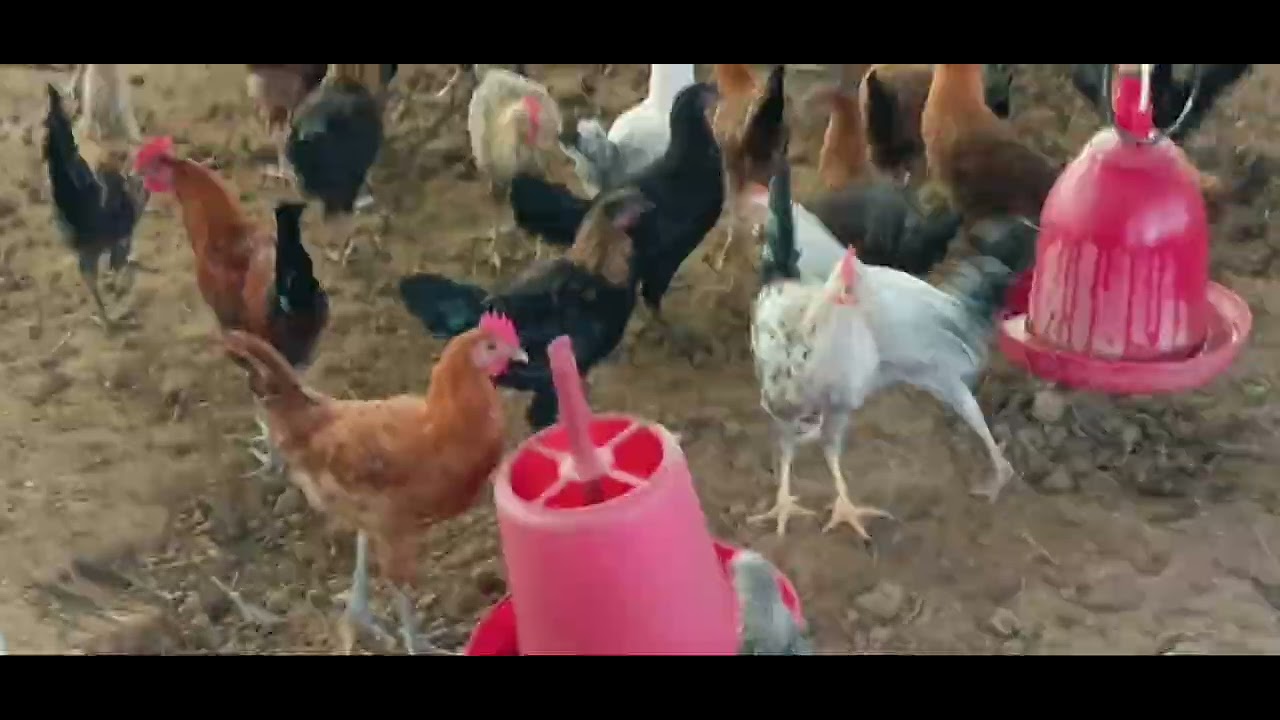 Indian Sonali hen farming - YouTube