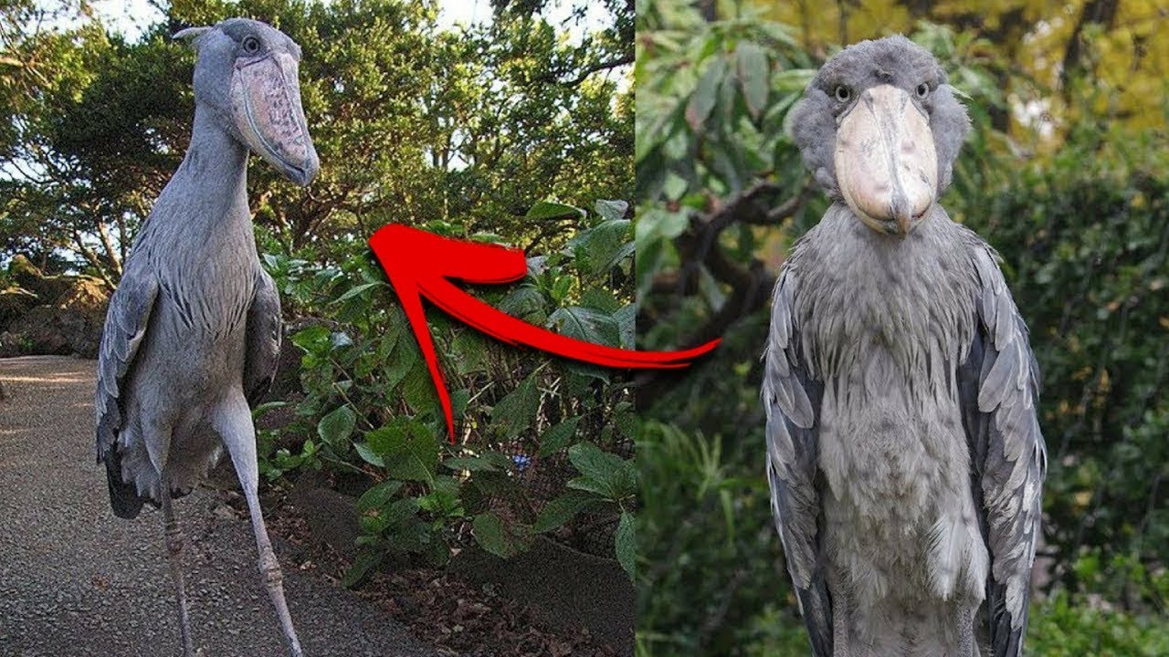 Çok Nadir Görülen 5 Vahşi Hayvan - YouTube