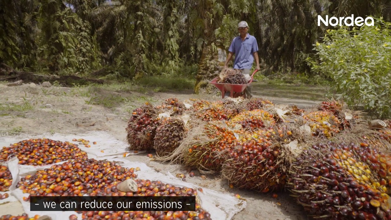 Sustainable Finance | Nordea investigates the palm oil industry - YouTube