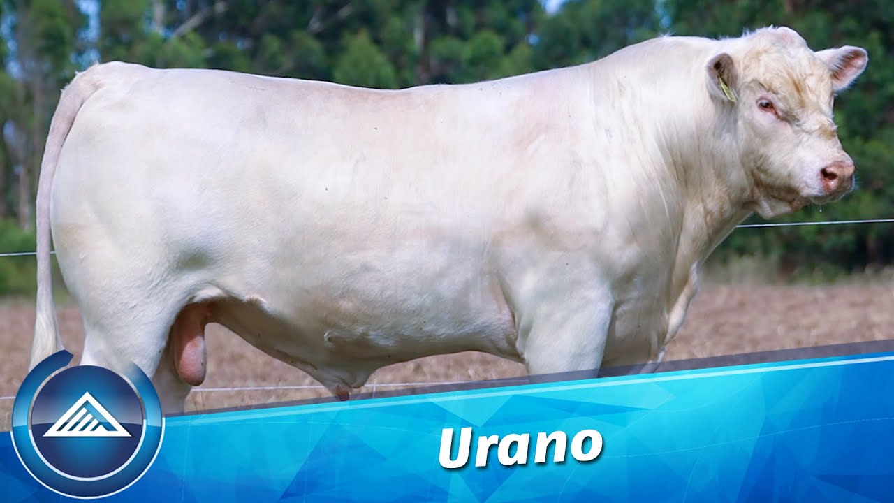 Urano - YouTube