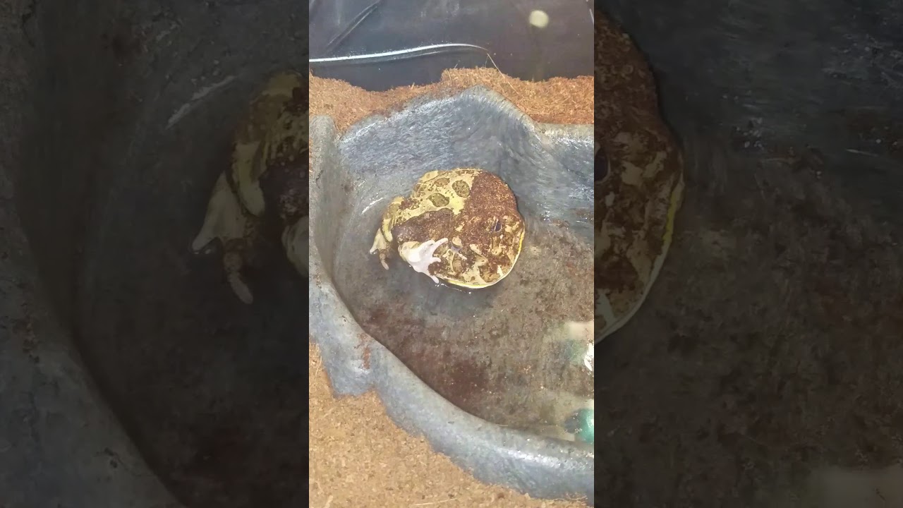 Pacman frog shedding skin and dirt - YouTube
