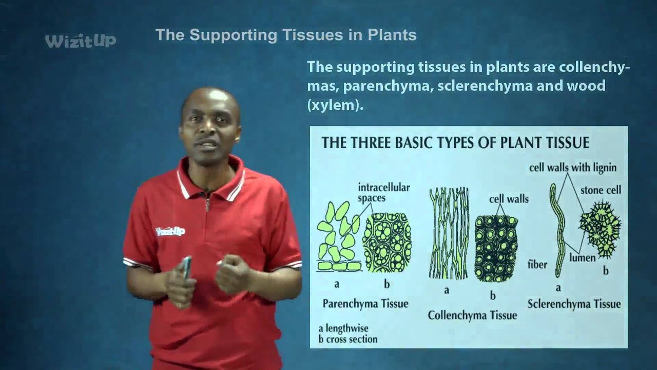 WizitUp eLearning: Biology-The Supporting Tissues in Plants (030/05 ...