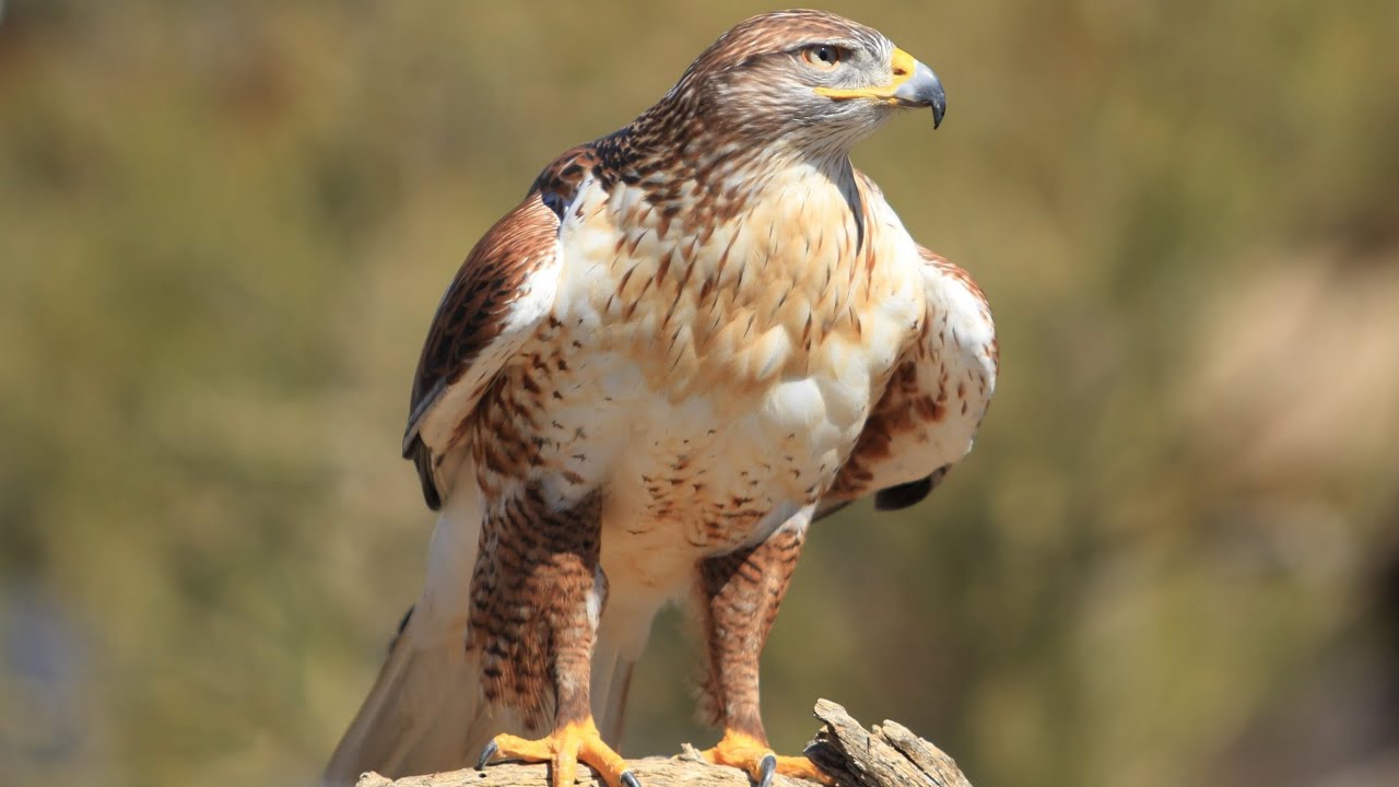 Hawk sounds and Pictures. - YouTube