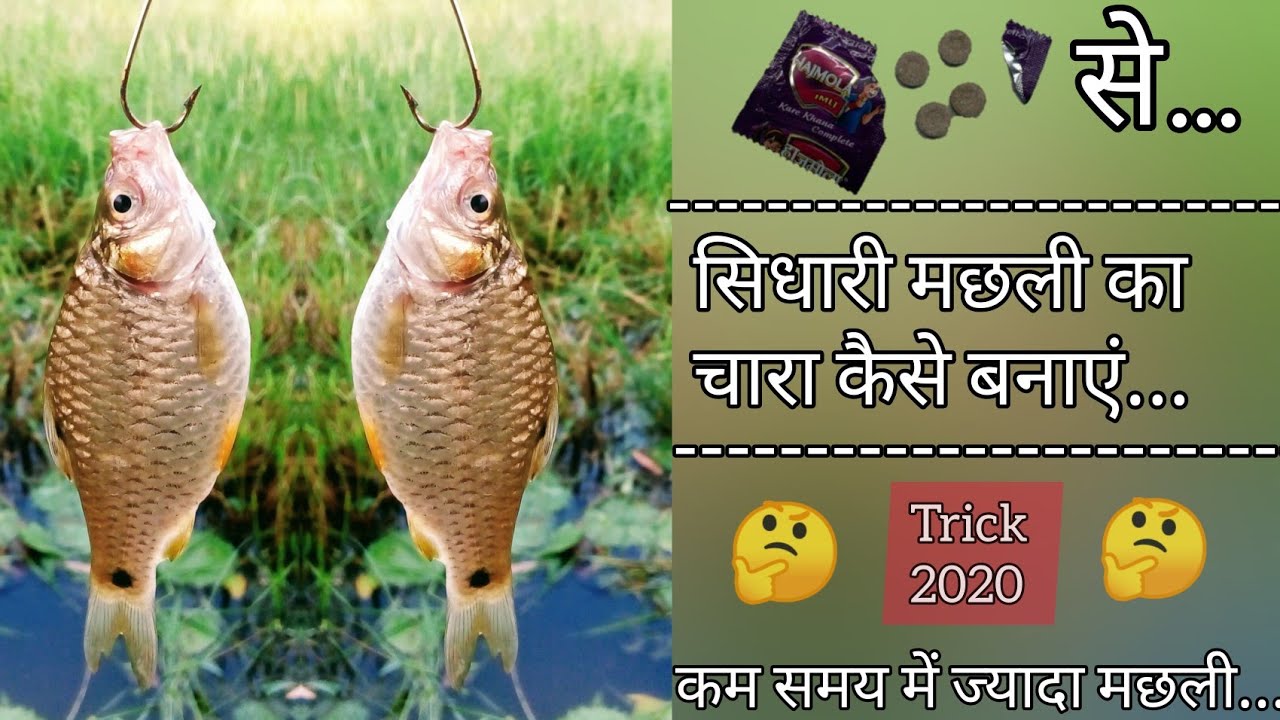 सिधरी मछली का चारा कैसे बनाएं/sidhari machhali ka chara kaise banaye ...