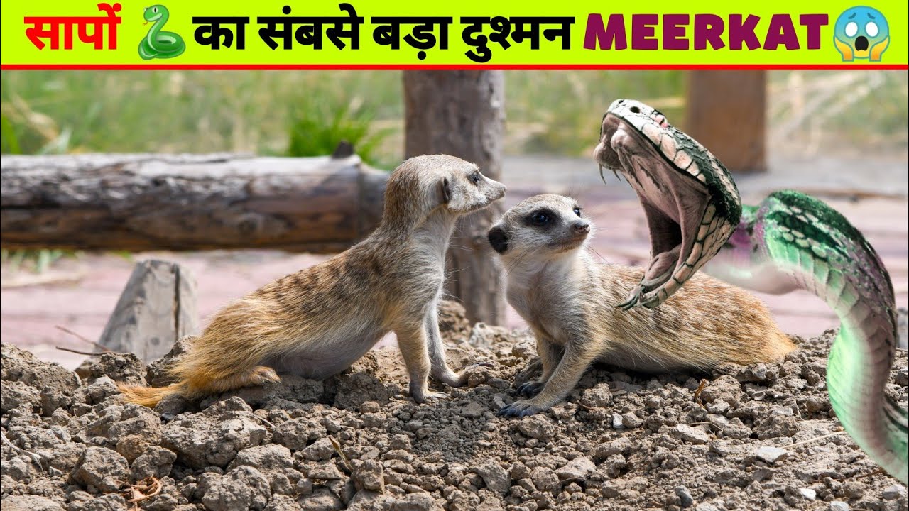 MEERKAT 🦡 सापों का सबसे बड़ा दुश्मन 🤯 || Meerkat attack on sneak 🐍# ...