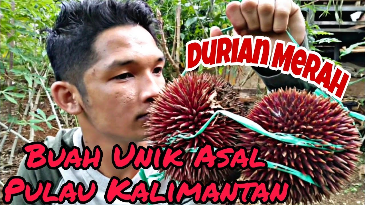 Layung || Buah Unik || Eksotis!!! Rasanya Enak Bet - YouTube