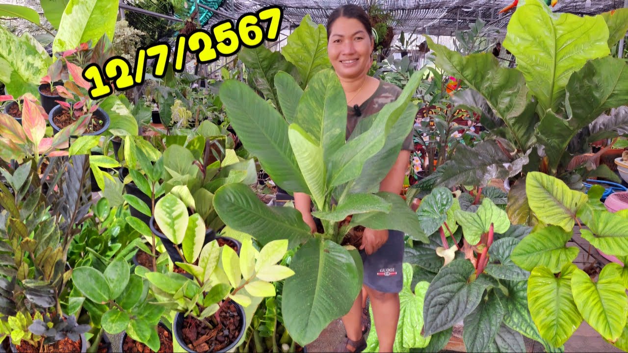 ☎️088-8582799บุษราคัมชมพูหลักร้อยมาสอง+กวักมรกตใบกลม+กวักด่าง+ไม้ฟอร์ม ...