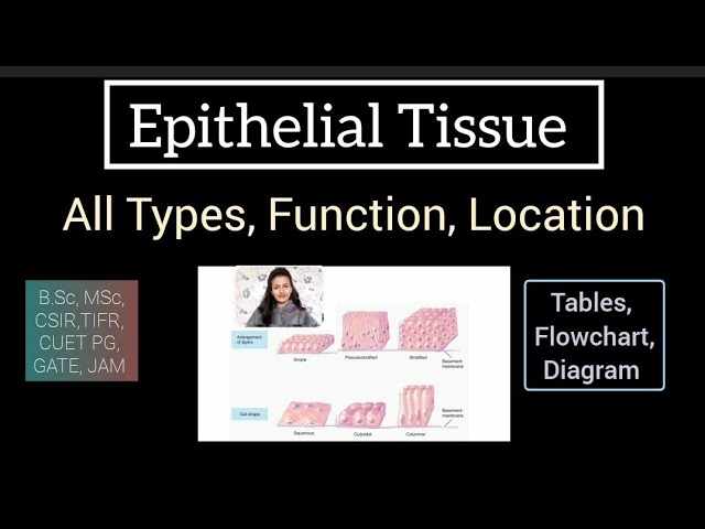 Epithelial Tissue Types Functions And Locations