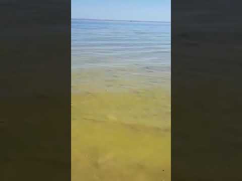 Tam Şerwan zana gibi olmuş mükemmel  olmuş