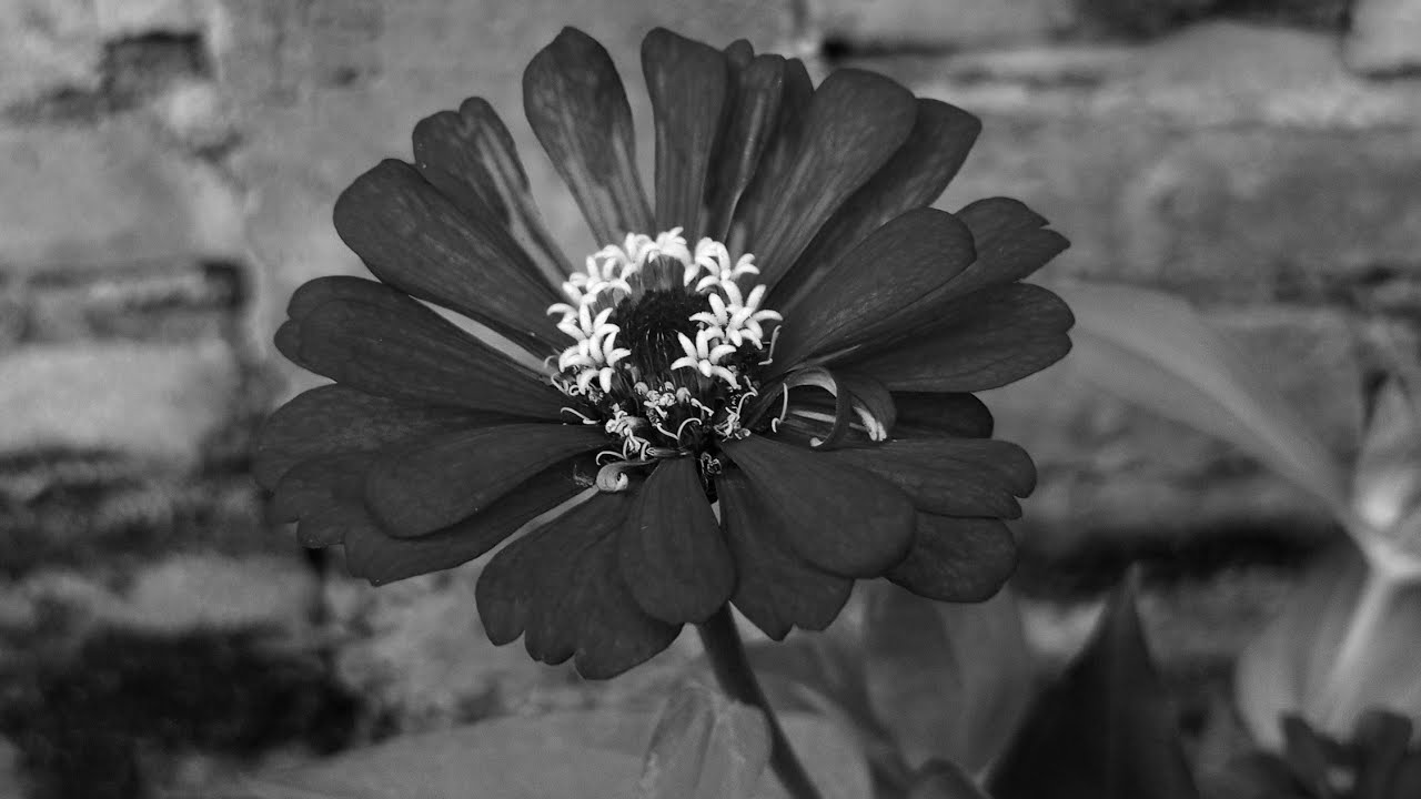 Mengenal Bunga Zinnia (Bunga Kertas) - YouTube