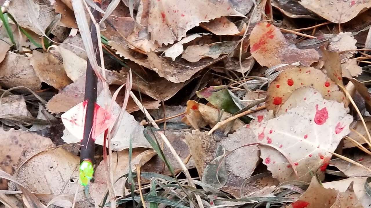 Testing Wasp Broadheads. The Drone, Dart, And The Jack Knife Broadheads ...