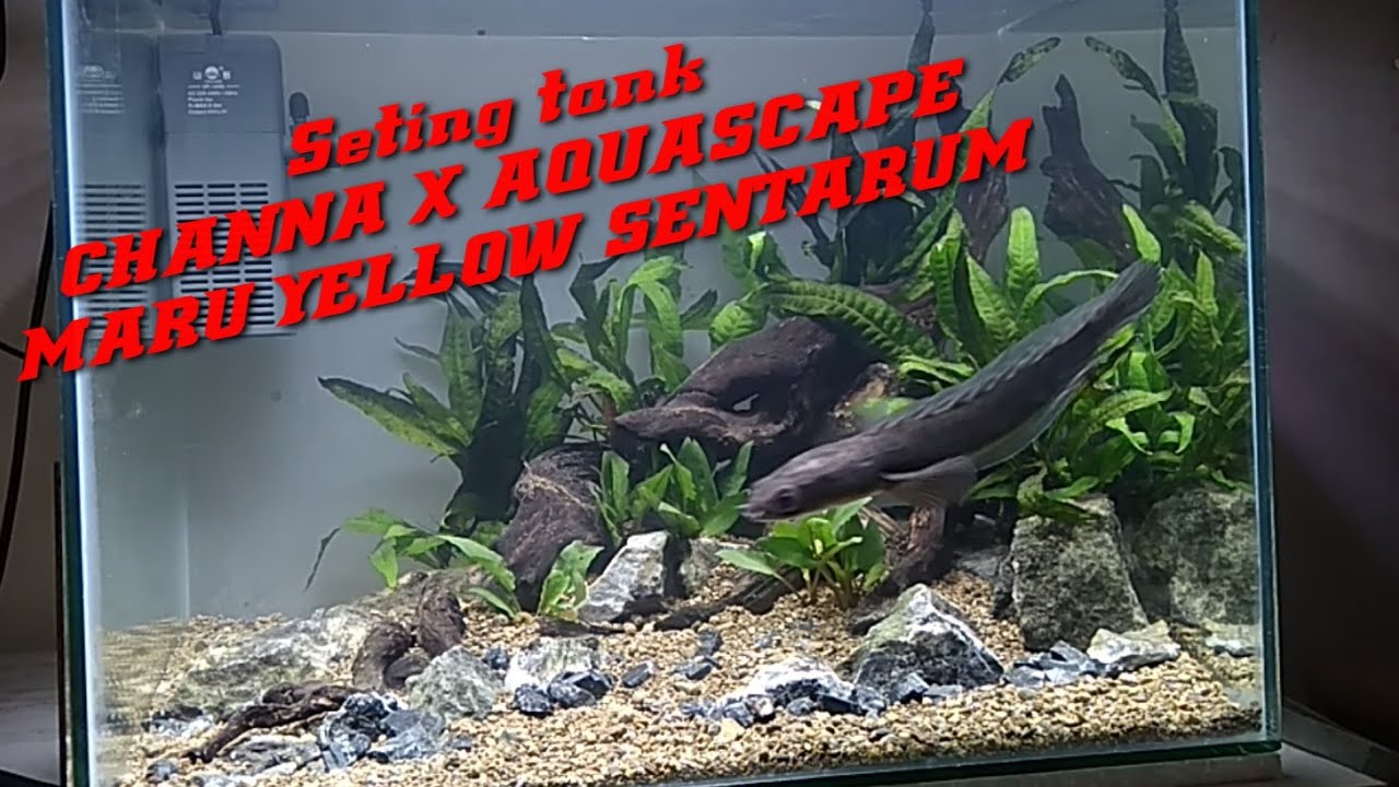 setting tank aquascape buat channa by DAAD Aquarium - YouTube