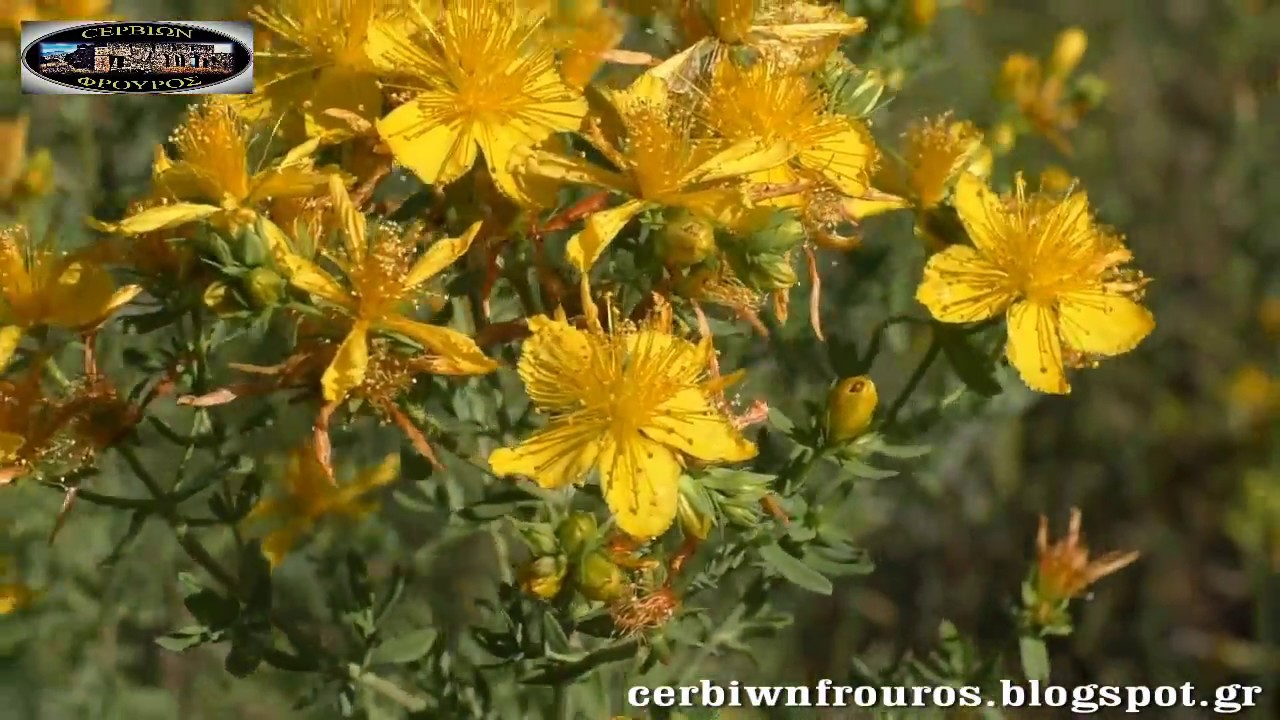 ΣΠΑΘΟΧΟΡΤΟ - ΒΑΛΣΑΜΟΧΟΡΤΟ HD VIDEO (cerbiwnfrouros.blogspot.gr) - YouTube