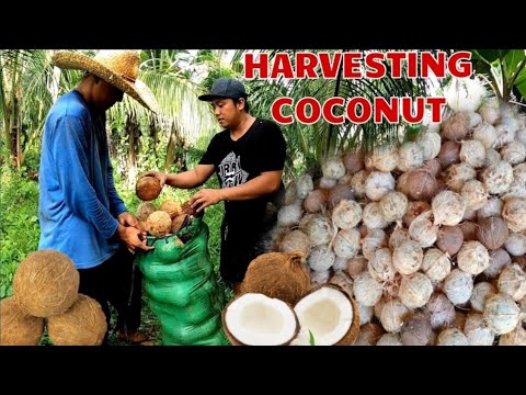 Harvesting niyog sa niyogan ni tatay dami...Paglalagay ng pataba sa ...