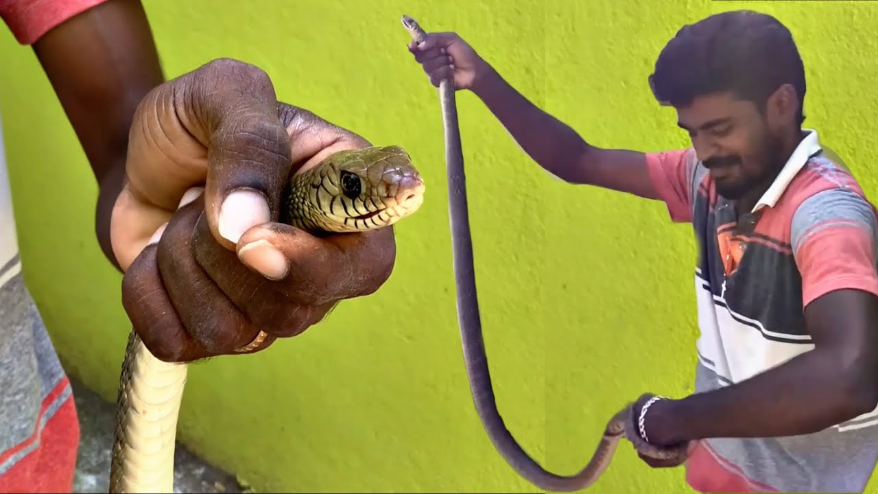 Sarai Paambu | Ptyas mucosa - உணவு சங்கிலி | RatSnake | Snake | Bigg ...
