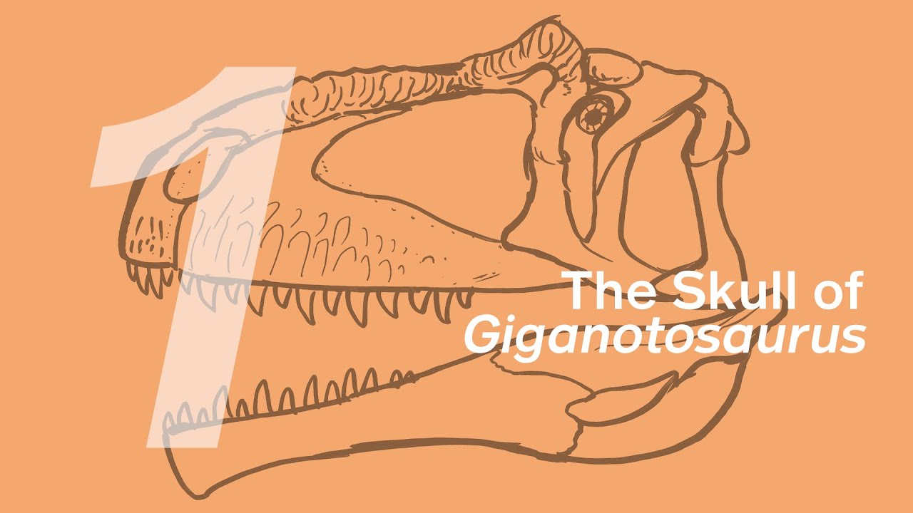 Giganotosaurus Skull