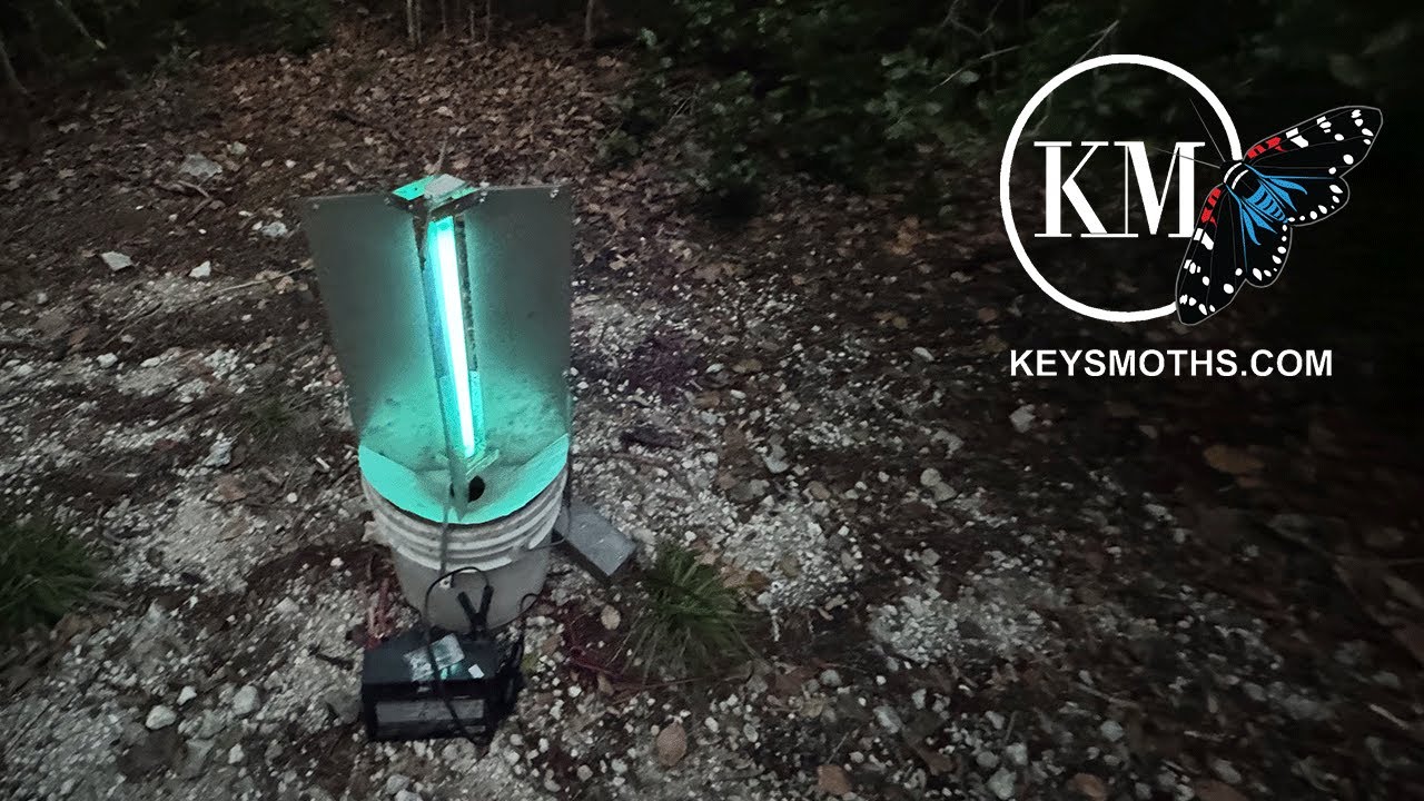 UV LIGHT TRAP MOTH SURVEY | LOWER FLORIDA KEYS - YouTube