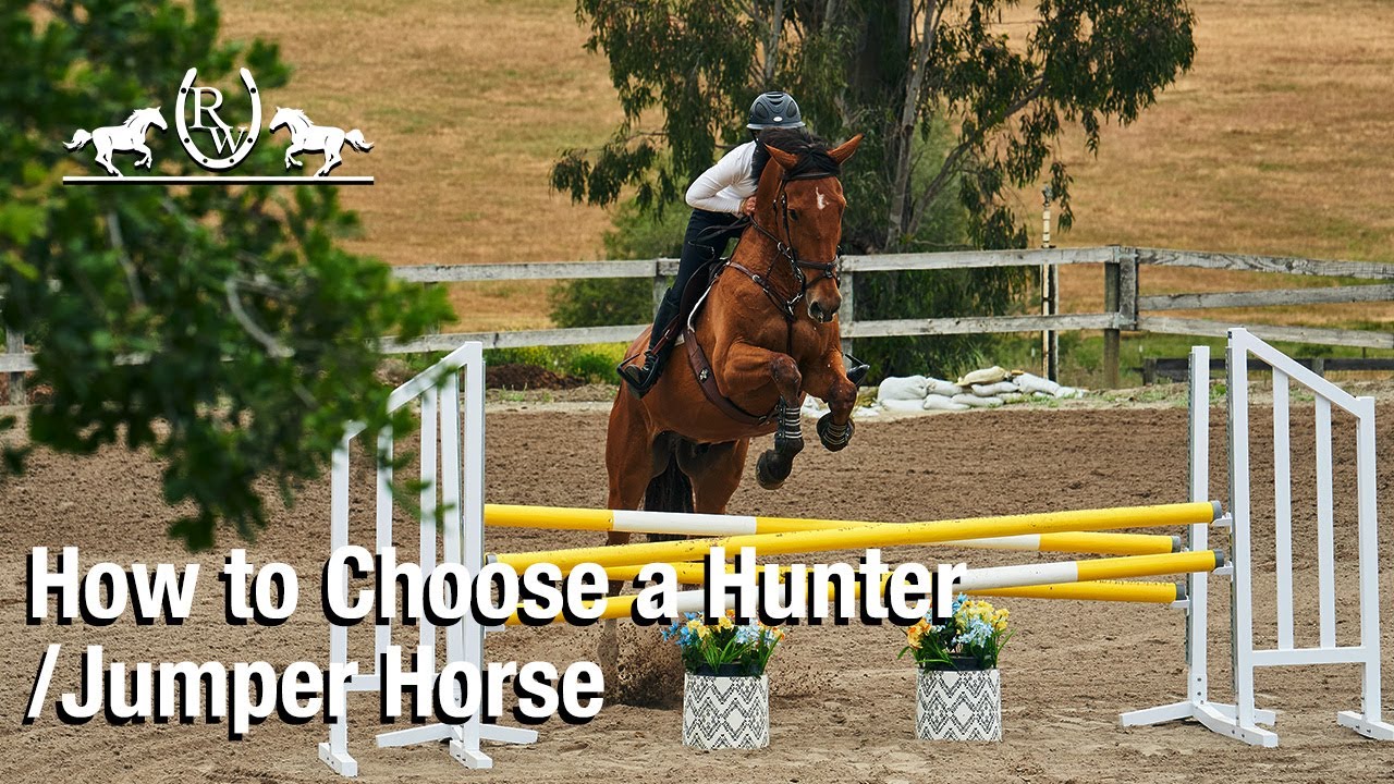 How to Choose a Hunter Jumper Horse - YouTube