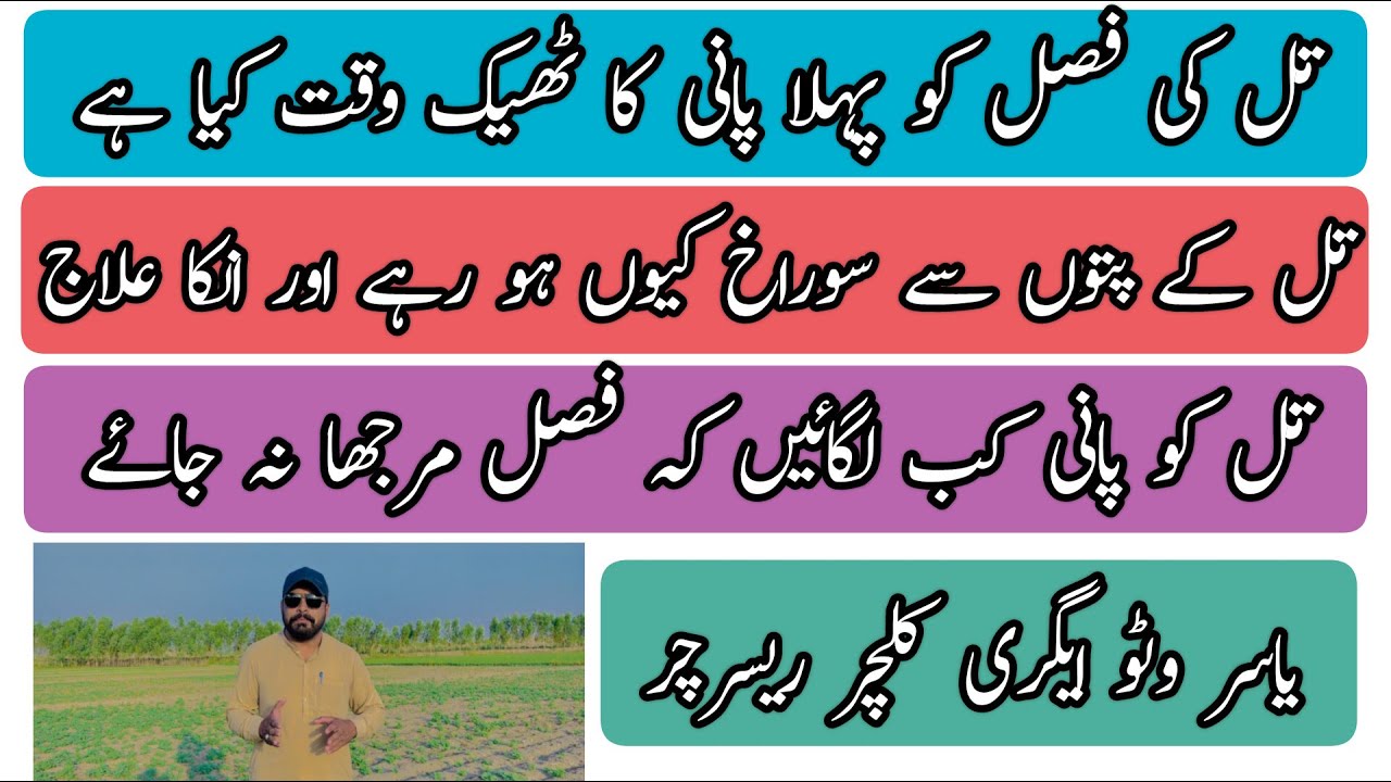 How to pest control in sesame crop || Till py Sundi ka hamla or iska ...