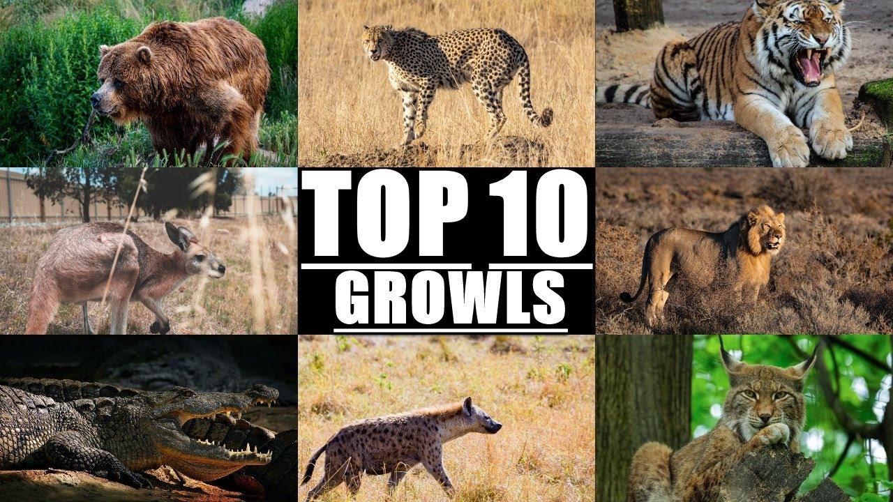 Top 10 growling Wild Animals How to meow and growl - YouTube